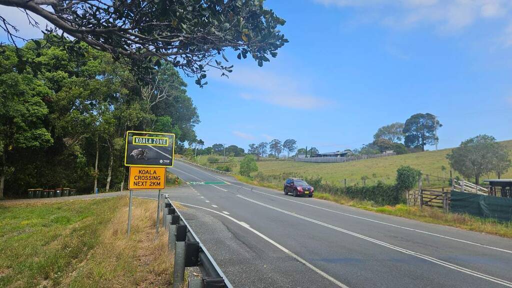 Council expands Koala Zones to reduce road strikes | Tweed Shire Council